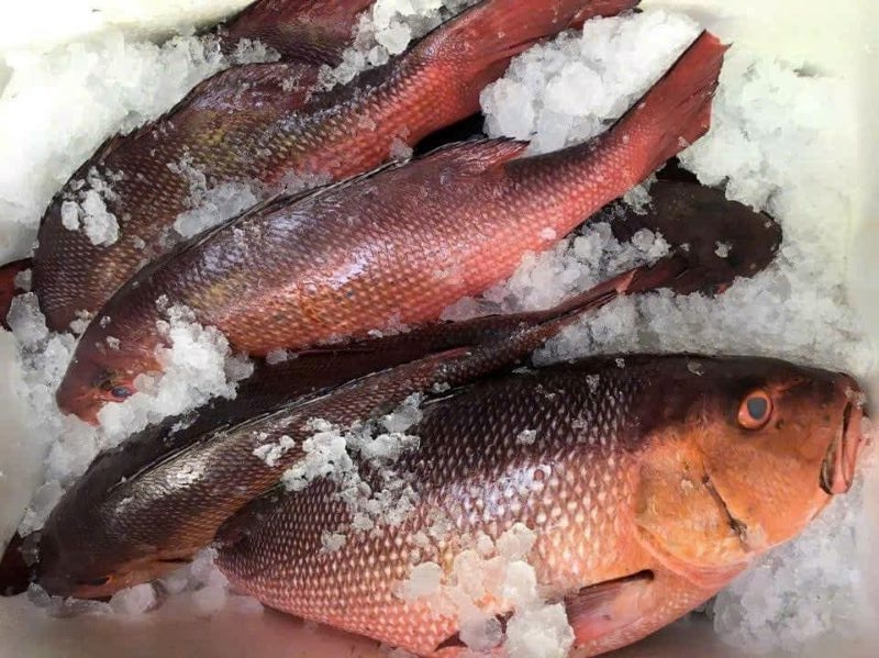 Frozen Red Snapper Whole Round Supplier from Vietnam