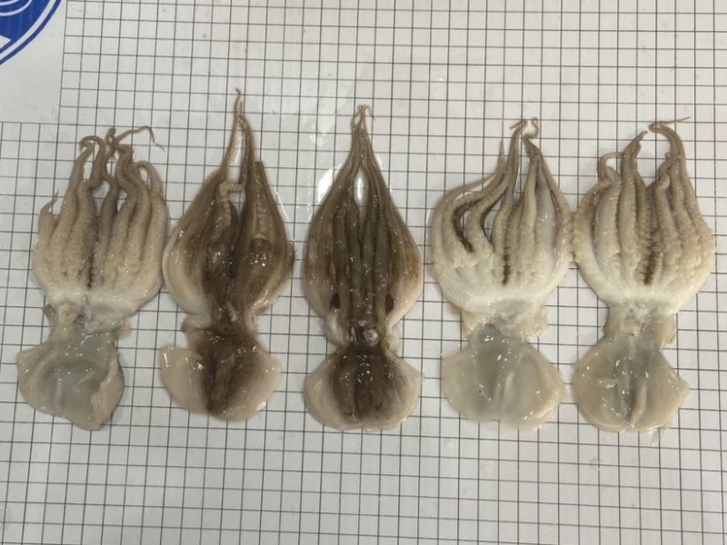 Frozen Double Skin Octopus Butterfly Fillet, Iwadako, Baseafood