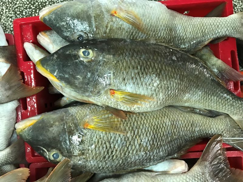 Doublespotted Queenfish Whole Round