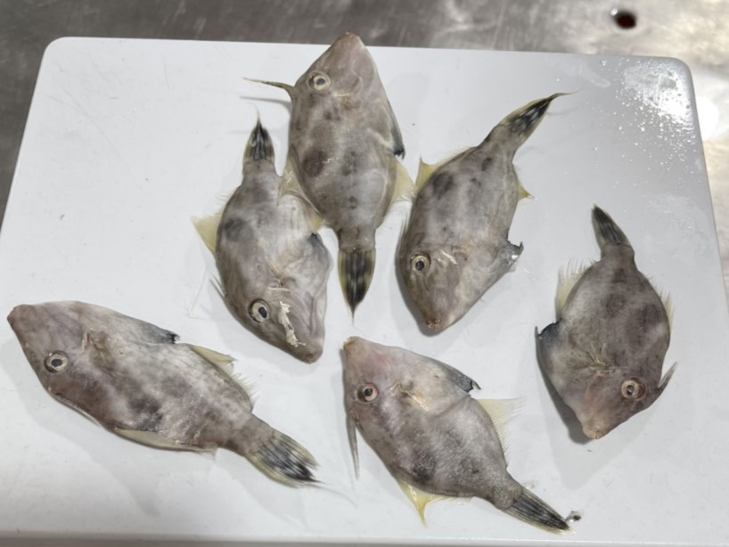 Frozen Leather Jacket Fish HGT
