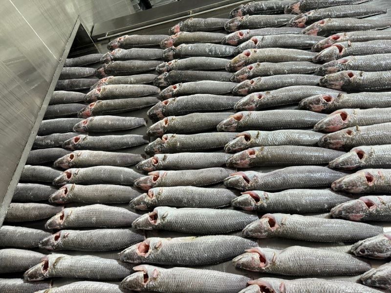 Frozen Snakehead Fish Slice